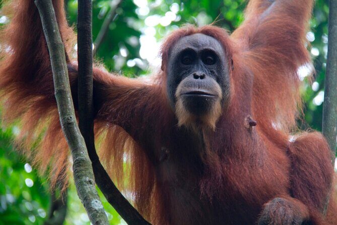 2D1N Jungle Trek | 2 Night accommodation | Pick up and drop off - Frequently Asked Questions