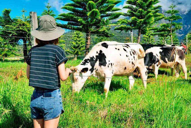 2d1n Kinabalu Park & Poring Canopy Walk & Desa Cow Farm Tour - Exploring Sabah’s Natural Wonders: A 2-Day Tour of Kinabalu Park, Poring Canopy Walk, and Desa Dairy Farm