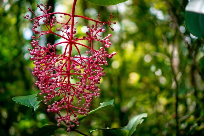 2d1n Kinabalu Park & Poring Canopy Walk & Desa Cow Farm Tour - Authentic Experiences That Make the Trip Special