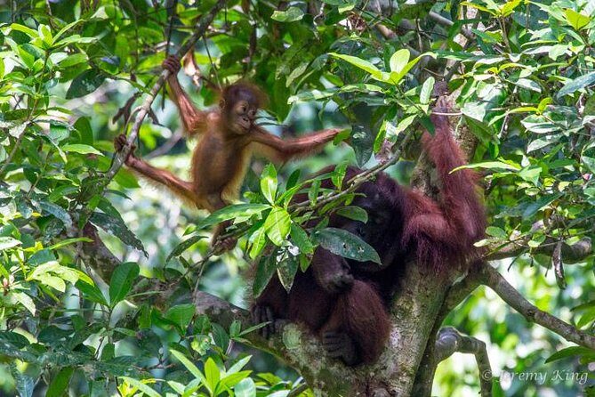 2D1N Sandakan Private Tour with Kinabatangan River Cruise - Key Points