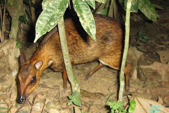 2D1N Taman Negara Rainforest Tour and Boat Ride - Rapids Shooting and Lunch