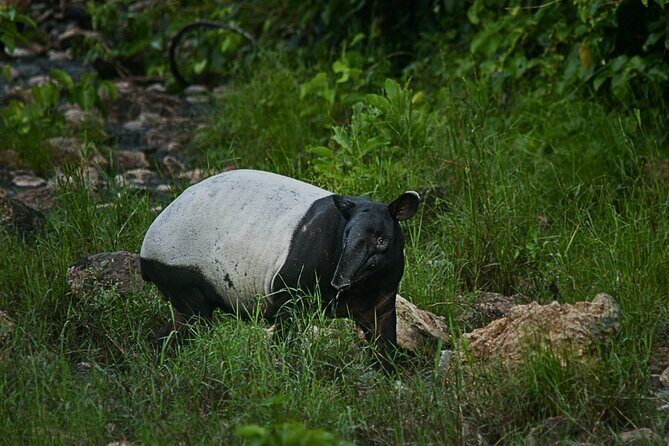 2D1N Taman Negara Rainforest Tour and Boat Ride - Day 2: In the Heart of the Forest