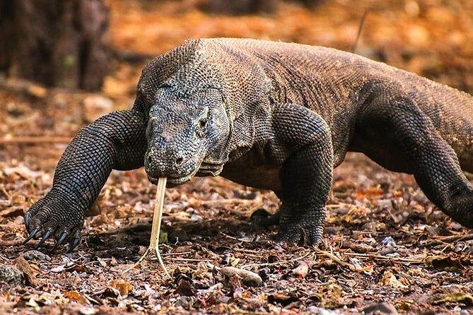 2Days Komodo Tour By Private Boat - FAQ