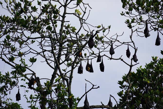 2h Bentota River Safari from Hotels in Ahungalla/Bentota/Induruwa - The Sum Up