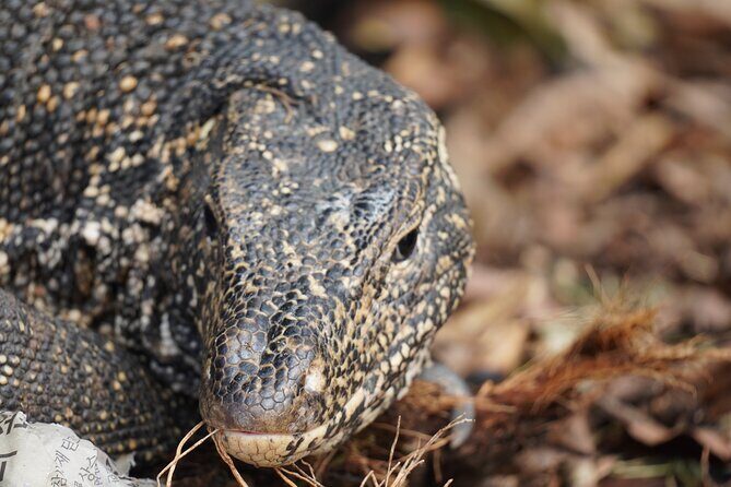 2h Bentota River Safari from Hotels in Ahungalla/Bentota/Induruwa - FAQs