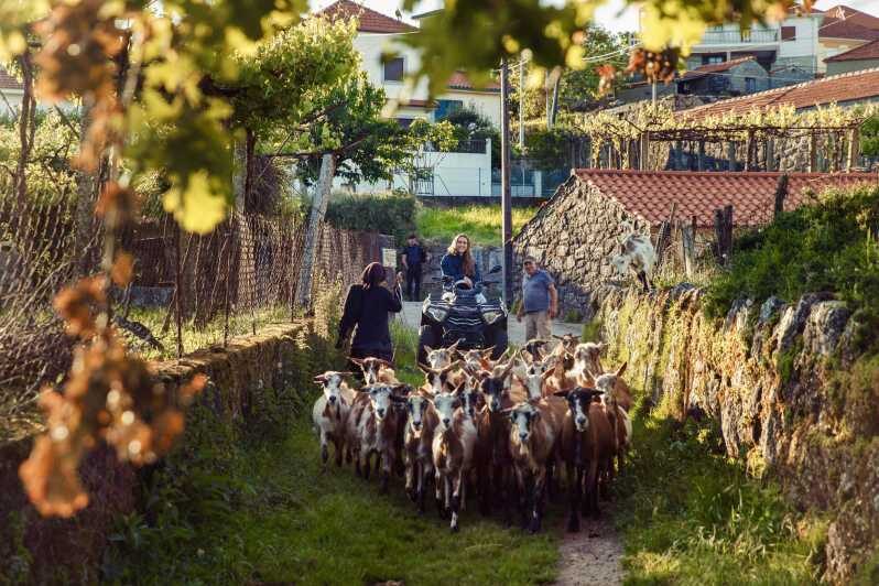 2h Quad Tour  Arcos de Valdevez  Peneda Gerês - The Experience of Driving Your Own Quad