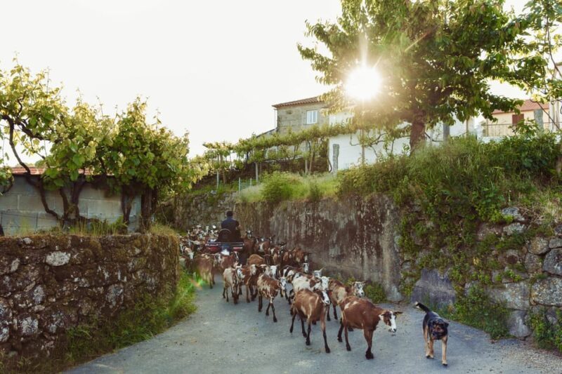 2h Quad Tour  Arcos de Valdevez  Peneda Gerês - Price and Overall Value