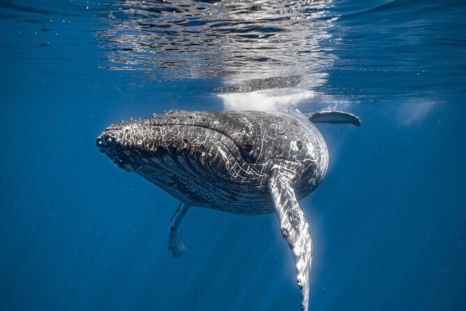 2Hour Whale Watching and Boat Cruise in Haleiwa Oahu Hawaii - Key Points