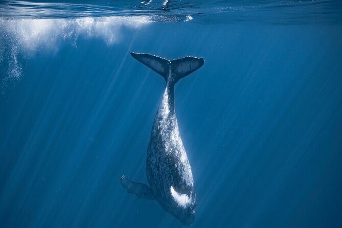 2Hour Whale Watching and Boat Cruise in Haleiwa Oahu Hawaii - Who Is This Tour Best For?