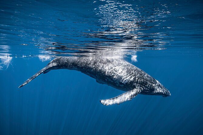 2Hour Whale Watching and Boat Cruise in Haleiwa Oahu Hawaii - The Sum Up