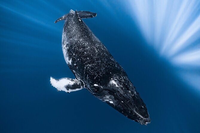 2Hour Whale Watching and Boat Cruise in Haleiwa Oahu Hawaii - FAQ