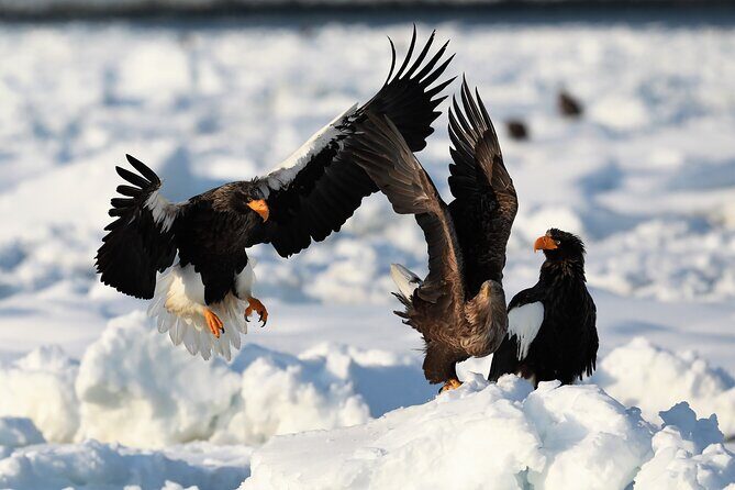 2hours Drift ice walk guided tour in Shiretoko National Park - Reflection on Past Reviews