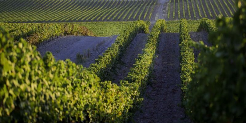2hr Cork Safari in a Classical Land Rover - The Food & Wine Experience