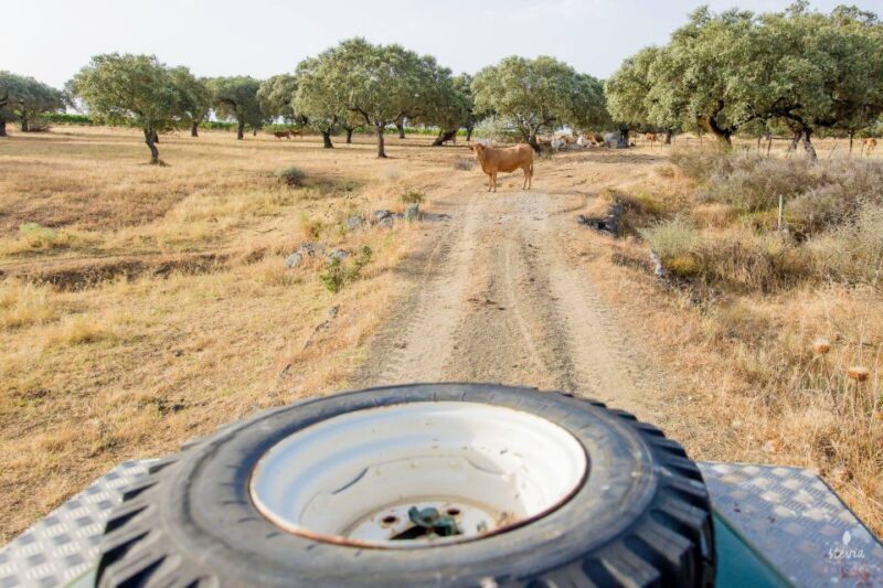 2hr Cork Safari in a Classical Land Rover - The Sum Up