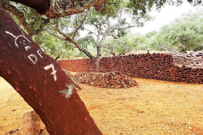 2hr Walk in a Cork Forest - Discover the Charm of a Cork Forest Walk in Portugal