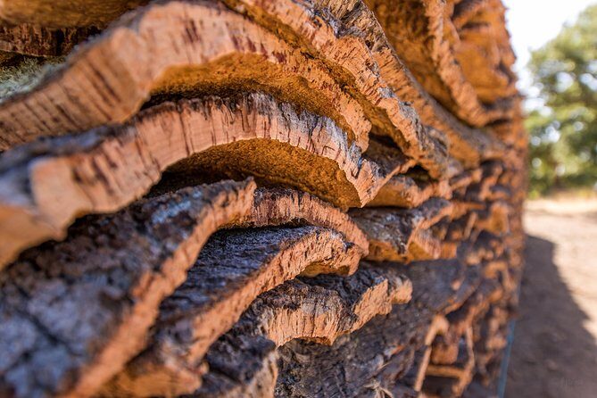 2hr Walk in a Cork Forest - FAQ About the Cork Forest Tour