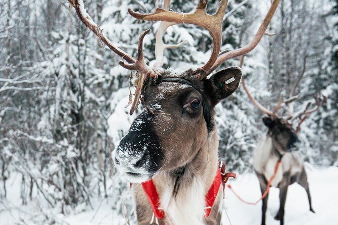 2km Sleigh Ride & Feeding Experience at Traditional Reindeer Farm - An In-Depth Review of the Reindeer Farm Experience
