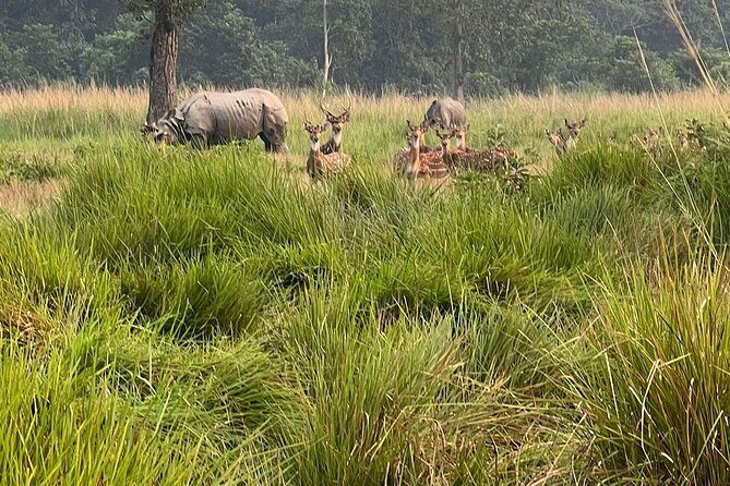 2Night 3Day Chitwan Jungle Tower Night Stay and CNP Nepal Safari - Overview of the Tour Experience