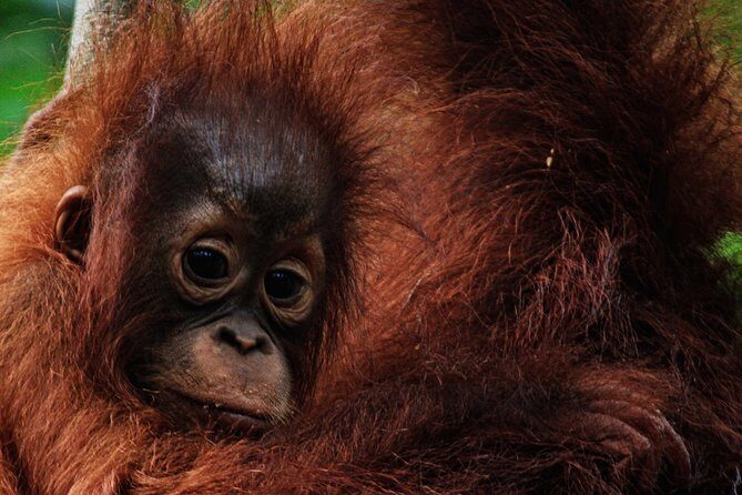 2Ns Experience Kelotok River Cruise in Orangutan's Homeland - Final Thoughts: Is This the Right Adventure for You?