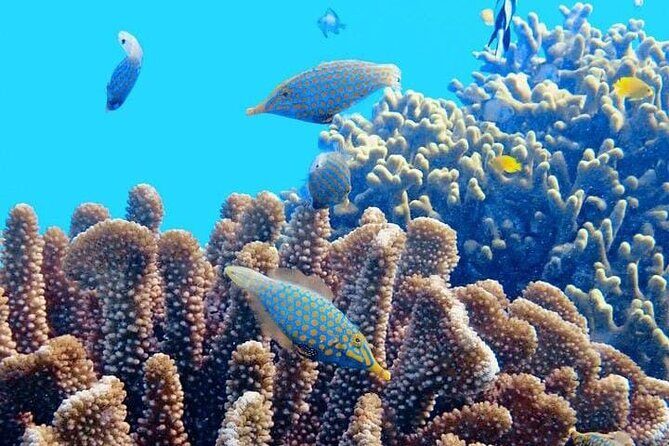 2x1 Tour: Isla Contoy, Isla Mujeres, Open Bar, Lunch and Transfers - Authentic Experiences According to Travelers