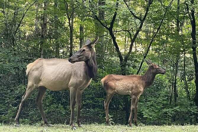 3 - 3.5 HR Smoky Mtn. Cherokee Eco Elk Safari Jeep Adventure - Stop 3: Great Smoky Mountains National Park