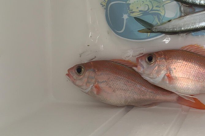 3/4 day deep sea /light tackle fishing - FAQ