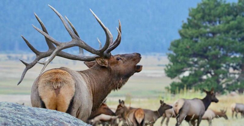 3/4 Day RMNP Mtn to Sky+Bear Lake Rd Tour-RMNPhotographer - A Deep Dive into the Experience