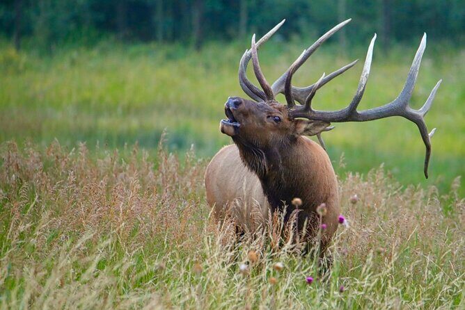 3/4 Day Rocky Mountain NP "Mountain to Sky+Bear Lake Rd" Tour - RMNPhotographer - Exploring the 3/4 Day Rocky Mountain NP "Mountain to Sky+Bear Lake Rd" Tour — A Genuine Gateway to RMNP’s Best