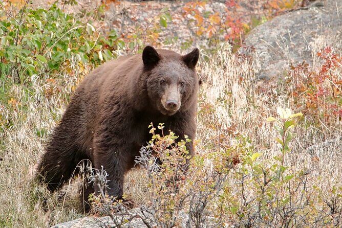 3/4 Day Rocky Mountain NP "Mountain to Sky+Bear Lake Rd" Tour - RMNPhotographer - Why Choose the "Mountain to Sky+Bear Lake Rd" Tour?