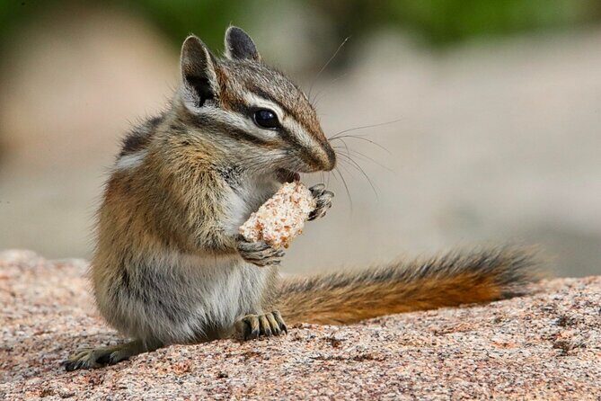 3/4 Day Rocky Mountain NP "Mountain to Sky+Bear Lake Rd" Tour - RMNPhotographer - Who Will Get the Most From This Tour?