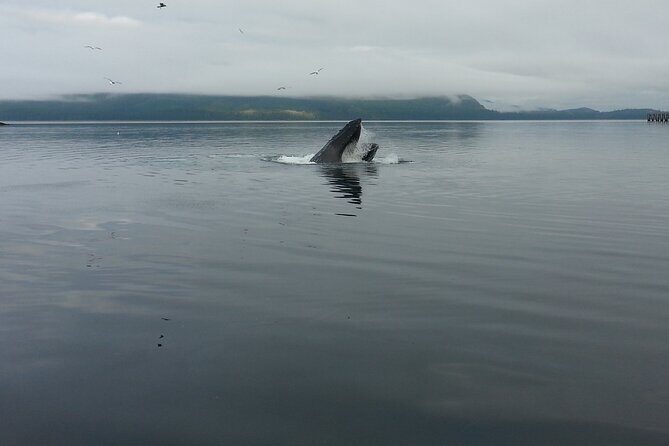 3.5 Hour Crowd-Skipping Whale Tour in Juneau Alaska - An In-Depth Look at the Whale Tour Experience