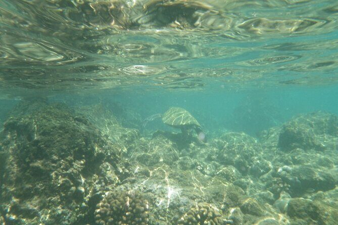 3.5 Hour Kailua-Kona Ocean Kayak and Snorkel Tour - Why This Tour Is an Excellent Choice