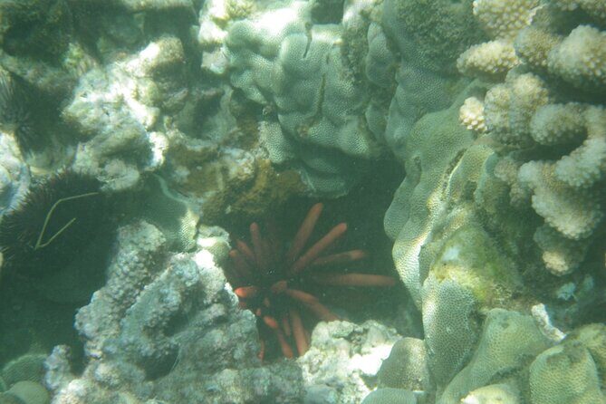 3.5 Hour Kailua-Kona Ocean Kayak and Snorkel Tour - Frequently Asked Questions