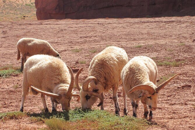 3.5 Hours of Monument Valley's Cultural 4×4 Tour - FAQs