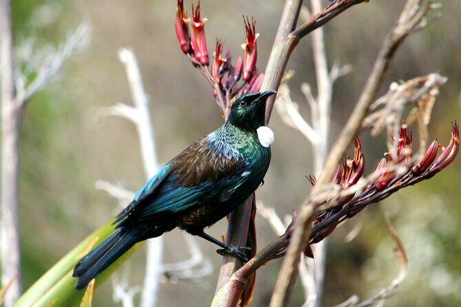 3 Day Abel Tasman Guided Walk - Price and Value