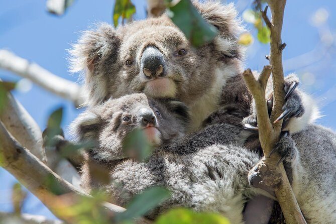 3-Day Adelaide to Melbourne Overland Trip through Grampians and Great Ocean Road - Possible Drawbacks