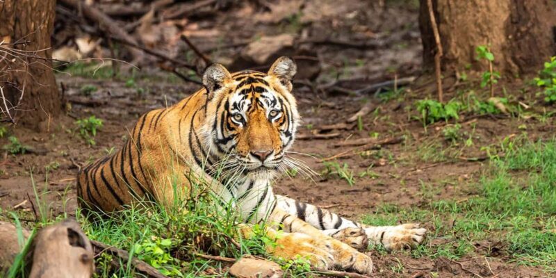 3-Day Adventure: Discover Agra, Ranthambore & Sariska - FAQ