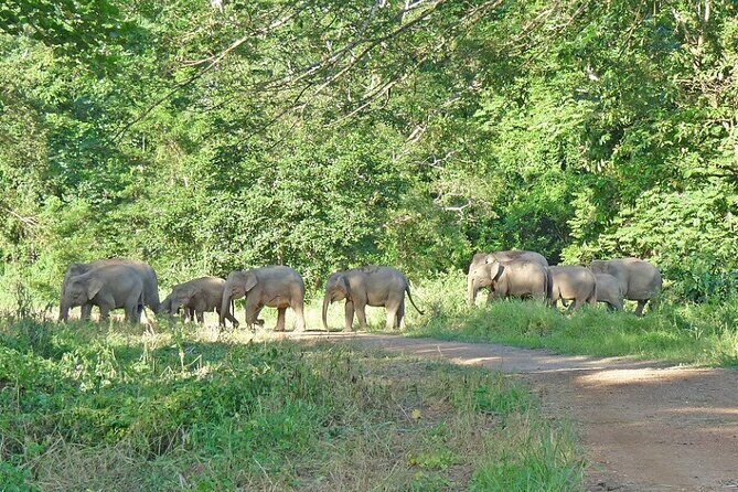 3-Day Adventure in Tabin Wildlife Reserve - An Authentic Glimpse Into Borneo’s Wild Heart