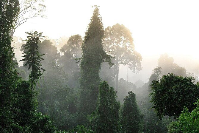 3-Day Adventure in Tabin Wildlife Reserve - Day 2: Birding, Waterfalls, and Relaxation