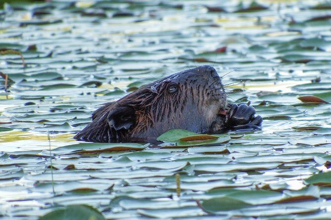 3 Day Algonquin Park Canoe Trip - Moose & Beaver Safari - Discovering Algonquin: A 3-Day Adventure in Detail