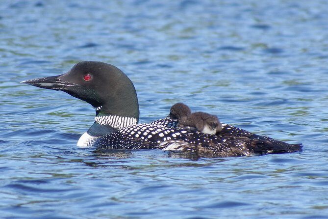 3 Day Algonquin Park Canoe Trip - Moose & Beaver Safari - FAQ