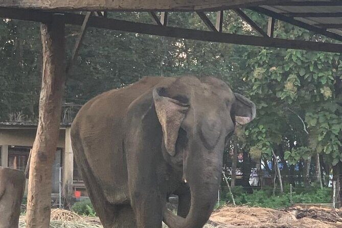 3-Day All Inclusive Chitwan Jungle Safari Tour From Kathmandu - What Some Travelers Say