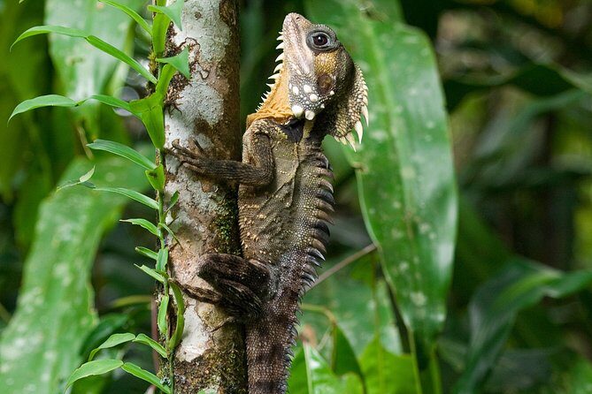 3-Day Best of Cairns Combo: The Daintree Rainforest, Great Barrier Reef, and Kuranda - What’s Included and What’s Not
