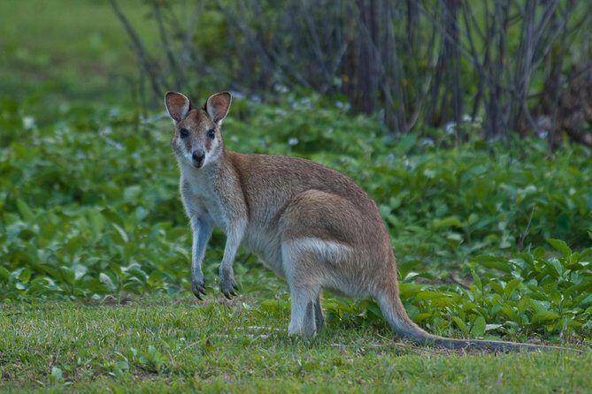 3-Day Best of Cairns Combo: The Daintree Rainforest, Great Barrier Reef, and Kuranda - What Could Be Better?