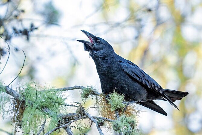 3-Day Bird Watching Tour in the Sierra de Bahoruco - FAQ