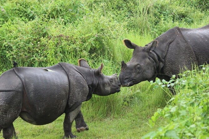 3-Day Chitwan Jungle Safari Adventure From Kathmandu - Key Points