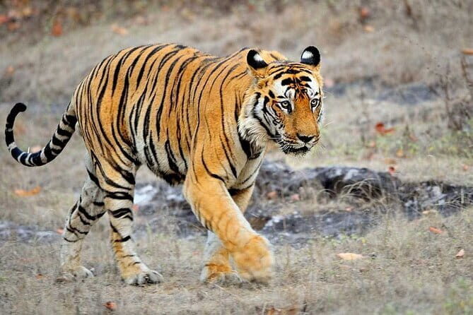 3-Day Chitwan Jungle Safari Adventure From Kathmandu - An In-Depth Look at the 3-Day Chitwan Safari
