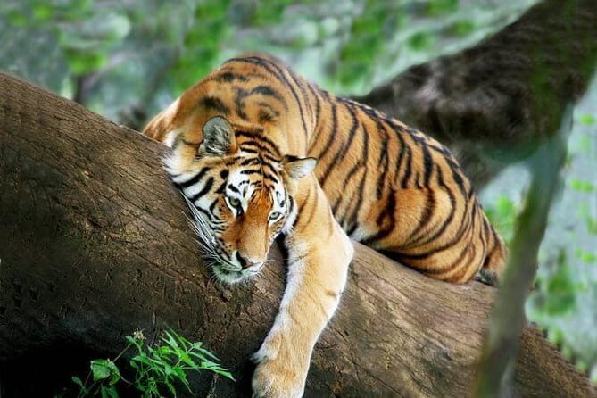 3-Day Chitwan Jungle Safari Adventure From Kathmandu - The Sum Up
