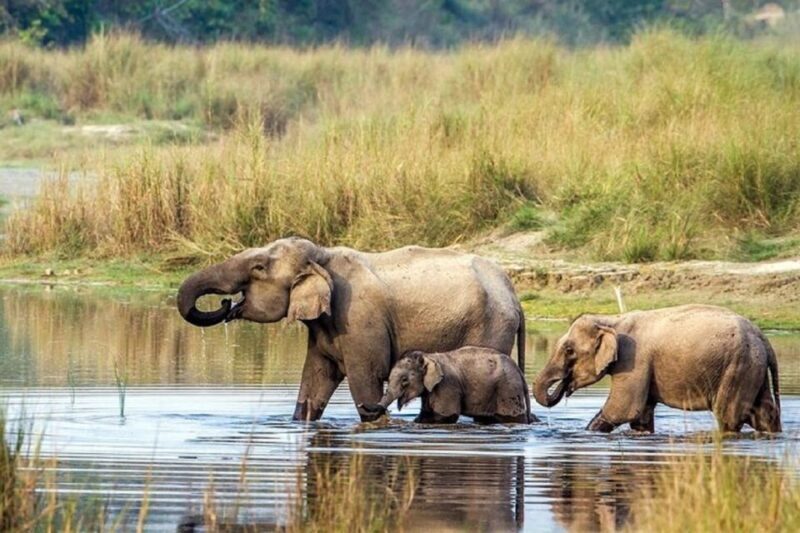 3-Day Chitwan Jungle Safari Adventure From Kathmandu/Pokhara - Starting Point: From Kathmandu or Pokhara to Chitwan