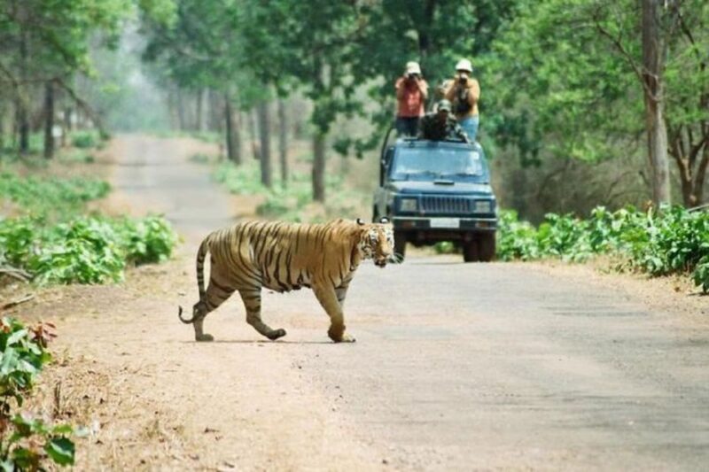 3-Day Chitwan Jungle Safari Adventure From Kathmandu/Pokhara - Day 3: Farewell and Return